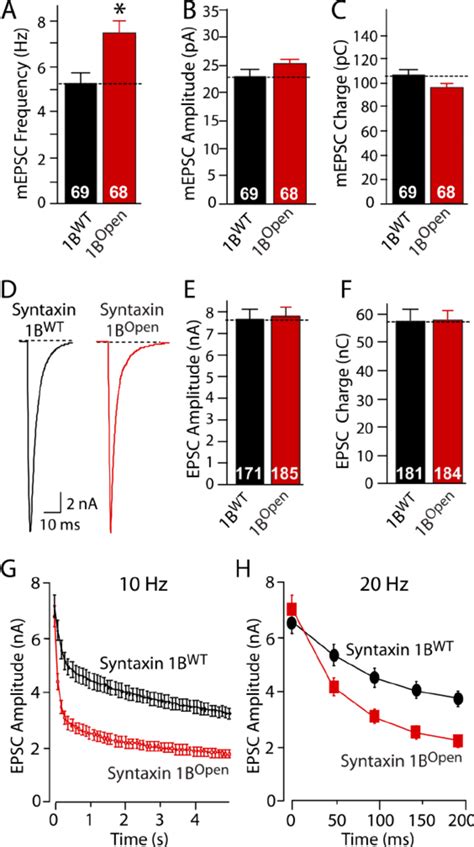 Neurotransmitter Release In Syntaxin 1b Open Synapses Download Scientific Diagram