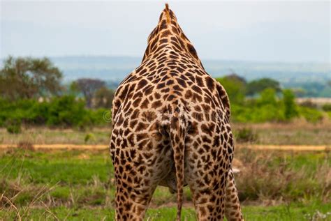 Queue De Girafe Image Stock Image Du Vert Longtemps 42932173