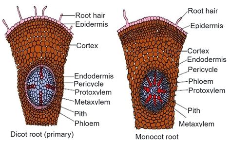 Draw Illustrations To Bring Out Anatomical Differences Between A Monocot Root And Dicot Root