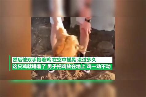 男子秀哄鸡睡觉绝技摇晃几下瞬间入睡 网友直呼大开眼界 绝技 瞬间 网友