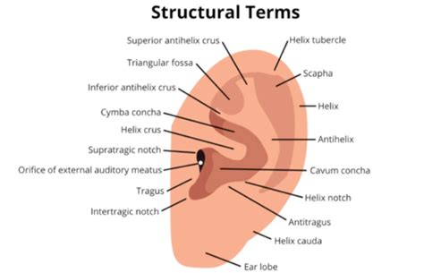 Auricular Flashcards Quizlet