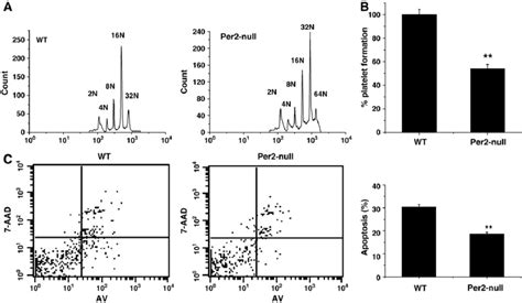 Dna Contents Of Bone Marrow Megakaryocytes Proplatelet Formation And Download Scientific