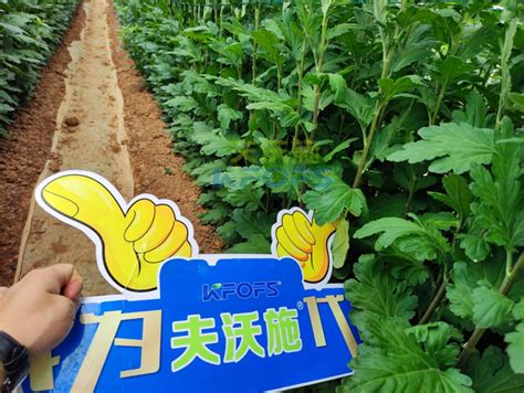 菊花上用水溶肥效果怎么样