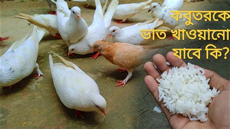 কবুতরকে ভাত খাওয়ানো যাবে কিনা কবুতরকে ভাত খাওয়ালে কি হয়।।kobutor History Youtube