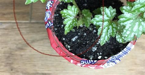 Begonia Dregei Album On Imgur