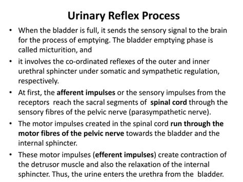 Micturition Reflexppt Brain And Nervous System Disorders Diseases And Conditions