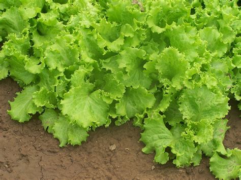 6 Healthiest Vegetables To Grow In Your Garden A Green Hand