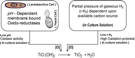 Schematics For The Biosynthesis Of N TiO2 Adapted With Permission From