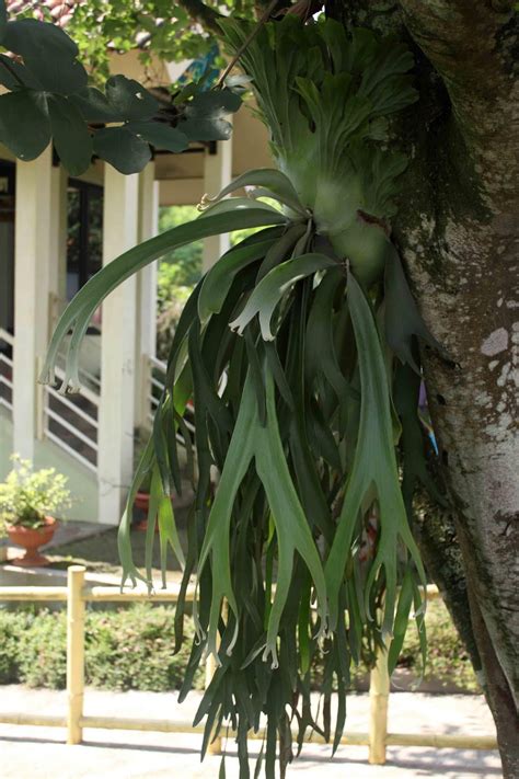 Platycerium Spp Paku Tanduk Rusa Tumbuhan Paku Tanaman Hias