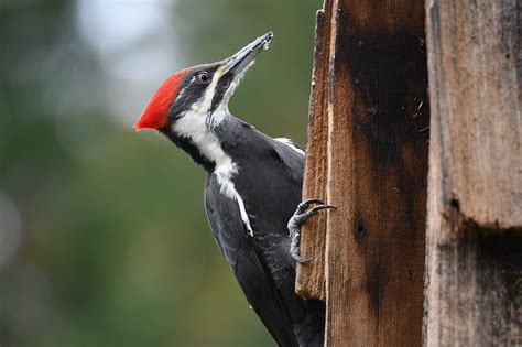 13 Fascinating Facts About Woodpeckers - Fact City