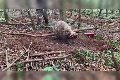 这只野猪太倒霉了遇到三只疯狂的狗狗估计是在劫难逃了 狗狗 野猪