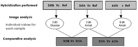 The Experimental Design Of Microarrays Hybridisation And Image Analysis Download Scientific