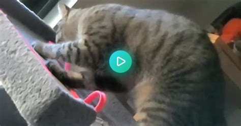 Slo Mo Flappy Kitty Ears Album On Imgur