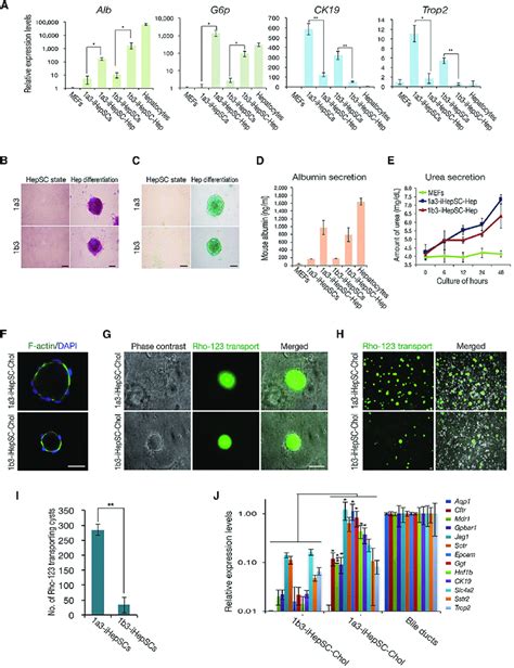 1a3 Ihepscs Exhibit Enhanced Differentiation Potential Into Download Scientific Diagram
