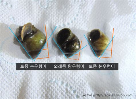 우렁이농법과 왕우렁이 알 네이버 블로그