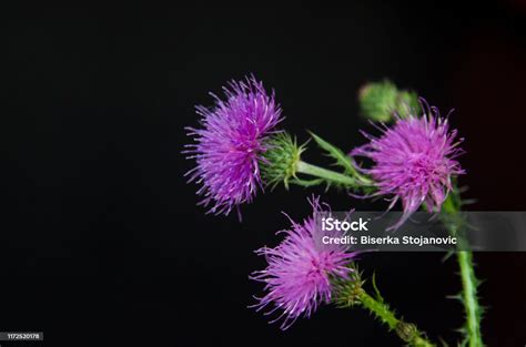 검은 배경에 고립 된 우엉 꽃 텍스트의 공간을 복사합니다 머스크 엉겅퀴 고개를 끄덕이는 엉겅퀴 작은 보라색 초원 꽃 야생 식물과