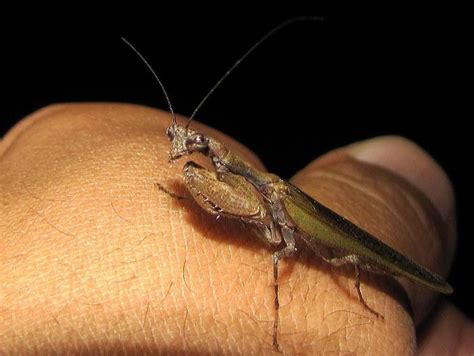 まーくの図鑑風 カマキリ