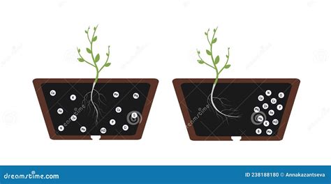 Hydrotropism Plant`s Growth Response In Which The Direction Of Growth