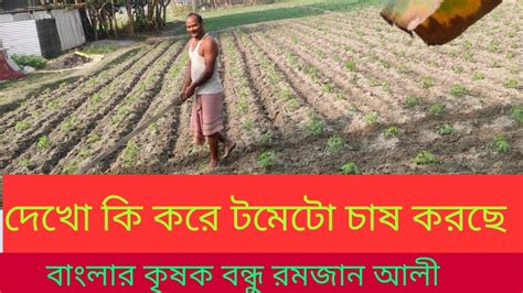 Daily Vlog Village Vlog Bengali Vlog বাংলার টমেটো চাষ Youtube
