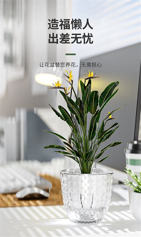 塑料透明懒人自吸水花盆水培水养植物免浇水铜钱草吊兰绿萝储水盆 阿里巴巴