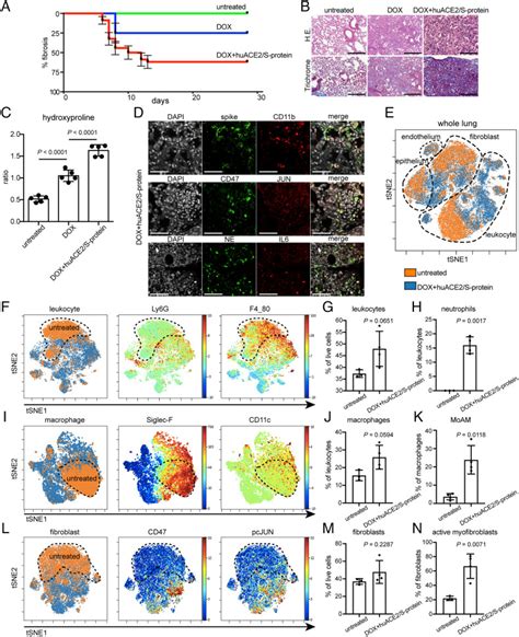 Innate Immune Cell Activation Causes Lung Fibrosis In A Humanized Model