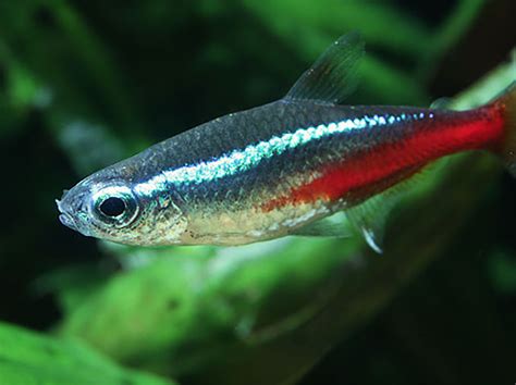Most Beautiful Fish Aquarium