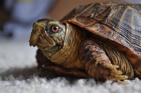 Turtle Head Shell Hd Wallpaper Wallpaper Flare