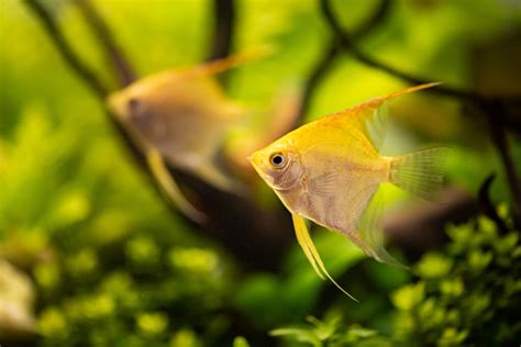 Angelfish Complete Care Guide Setup Fish Tank
