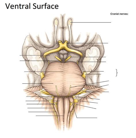 Ventral Surface Of The Brainstem Diagram Quizlet