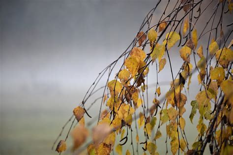 안개 가을 기분 단풍 Pixabay의 무료 사진 Pixabay