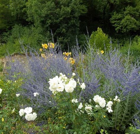 26 Companion Plants For Roses To Keep Pests Away Balcony Garden Web