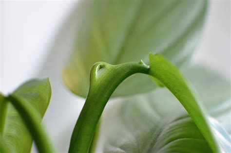 이른 봄에 열 대 Philodendron 하 스 타 움 집 공장에서 성장 하는 새로운 잎의 상세한 클로즈업 필로덴드론에 대한
