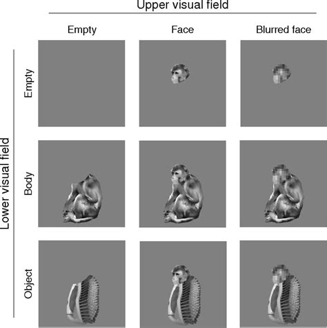 Whole Agent Selectivity Within The Macaque Face Processing System Pnas
