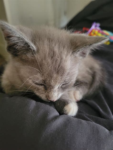 Any Idea What Color Pattern She Is Rkitten