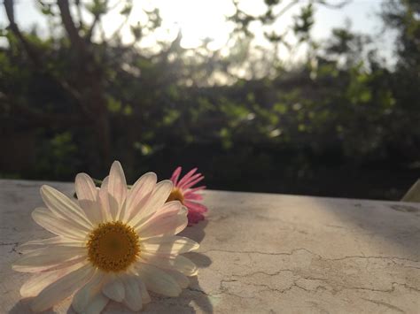 雏菊 花 Pixabay上的免费照片 Pixabay