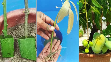 Growing Mango Tree Cutting In A Aloevera Easy Method To Grow Mango Propagation From Cuttings