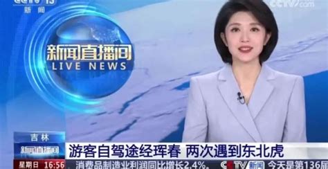 央视吉林 游客自驾途经珲春 两次遇到东北虎 腾讯新闻
