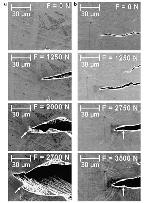 Scanning Electron Micrographs Of A Martensitic A W 0 513 And B Download Scientific