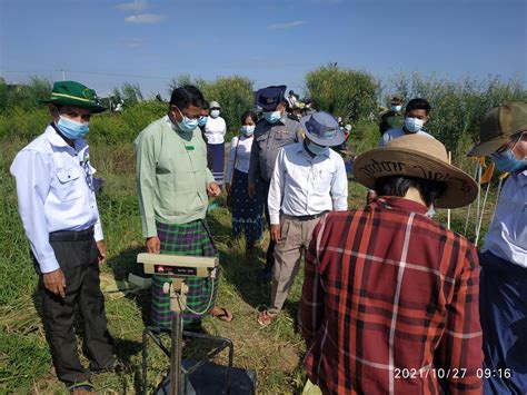 လေးမျက်နှာမြို့နယ် စိုက်ပျိုးရေးဦးစီးဌာနမှ၂၀၂၁ ခုနှစ် မိုးစပါးစံကွက်ရိတ်သိမ်းပွဲကျင်းပ