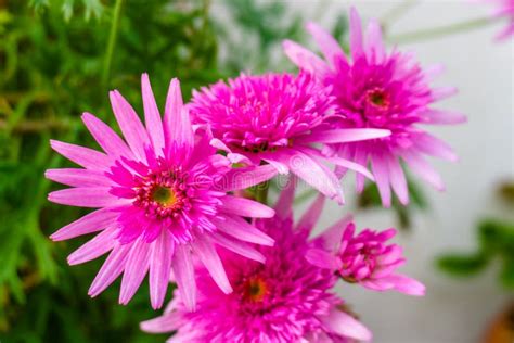 Beautiful Pink Flower In A Blur Background With Flowers Pink Ma Stock