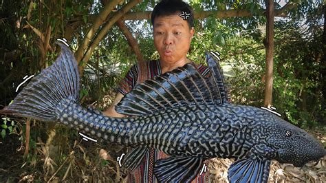 กล้ากินไหม ลาบปลาซัคเกอร์ กล้ากินไหม ลาบปลาซัคเกอร์ ปลามีเกาะ สิ่งมีชีวิตสุดแปลก L San Ce