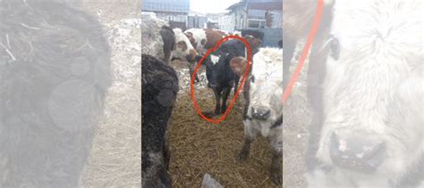 Бычки купить в Магнитогорске Животные и зоотовары Авито