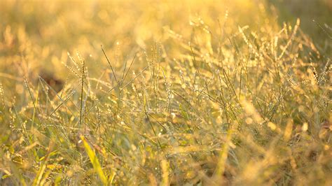 Download Wallpaper 3840x2160 Grass Drops Dew Sunlight Macro 4k Uhd