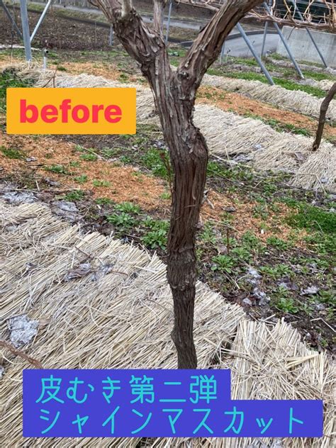 皮むき 第二弾 fukuda grapemarche ページ