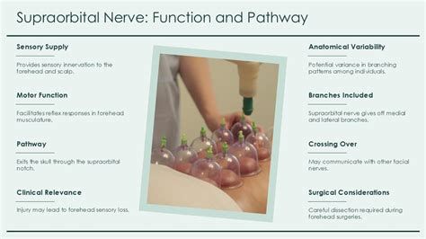 Supraorbital Nerve Function And Pathway Ophthalmic Nerve Ppt Slides Acp