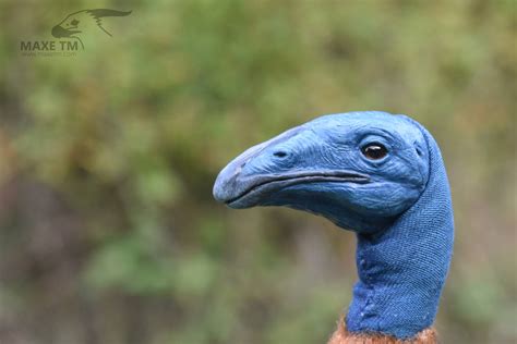 Moa Doll Portrait By Maxetm On Deviantart