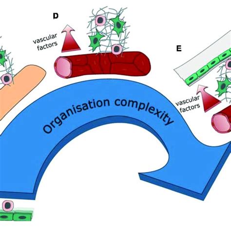 Evolution Of System Complexity Over Time Evolution In The