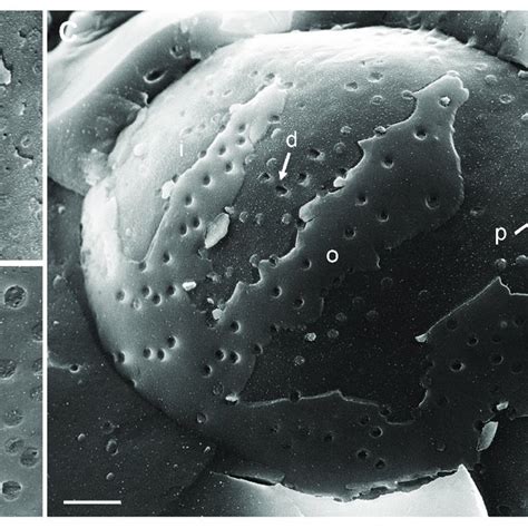 Focused Ion Beam Scanning Electron Microscopy Fib Sem Image And 3d Download Scientific