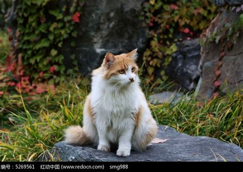 注视前方的猫咪高清图片下载 红动中国