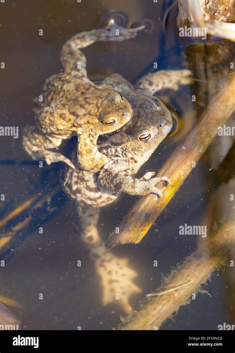 Common Or European Toad Brown Colored Mating Toads In The Pond Stock